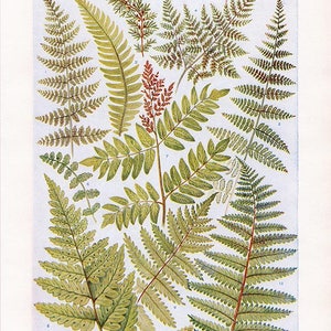 Set of Four Vintage Fern Charts - Etsy