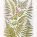 Set of Four Vintage Fern Charts - Etsy