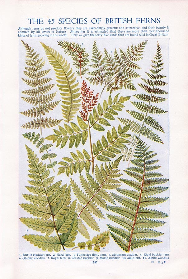 Set of Four Vintage Fern Charts - Etsy