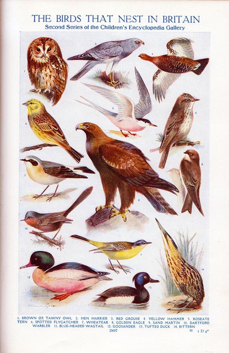 Set of Four Vintage Bird Charts #2 - Etsy