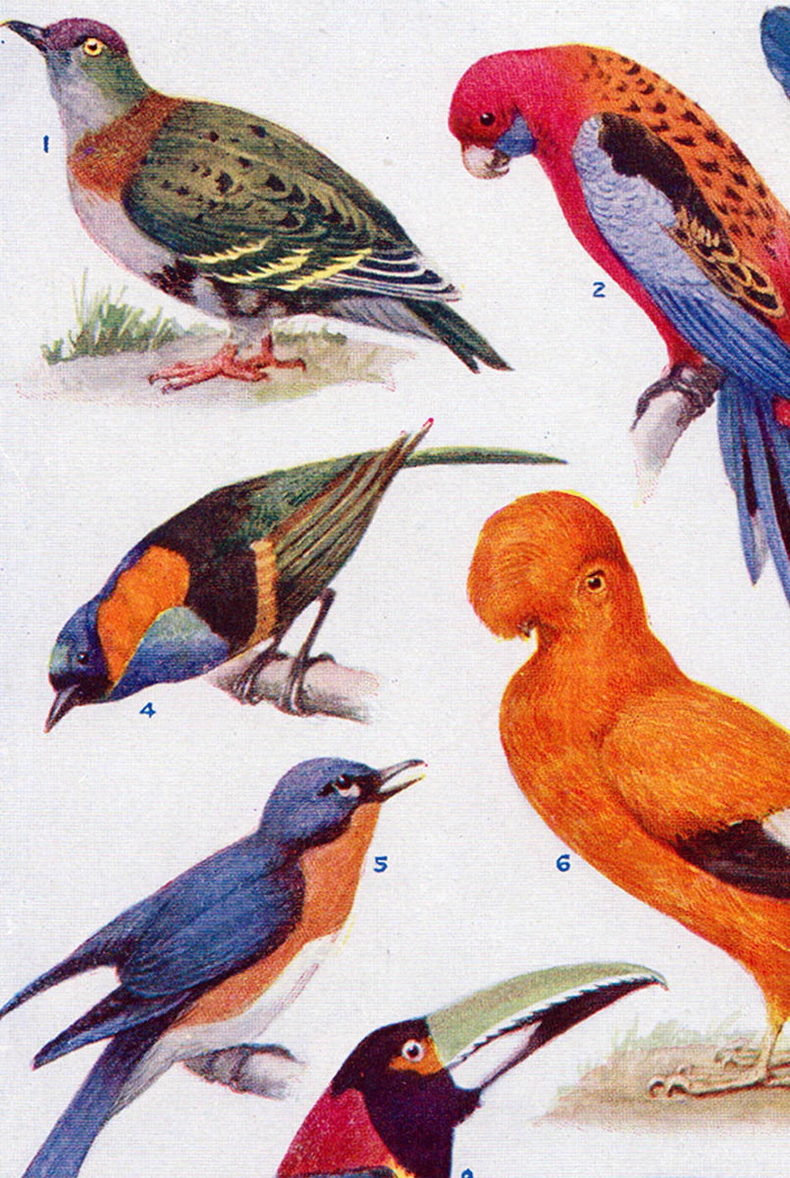 Set of Four Vintage Bird Charts #3 - Etsy