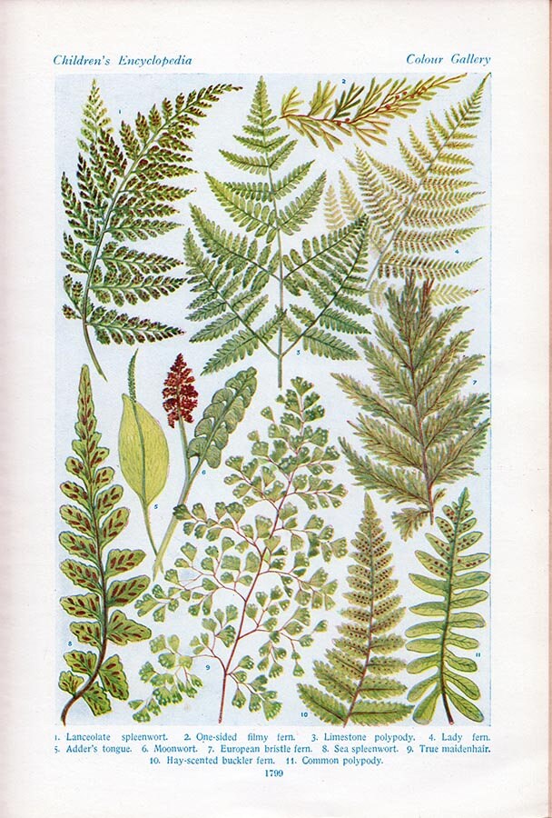 Set of Four Vintage Fern Charts - Etsy