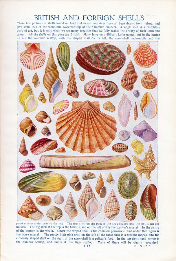 Set of Four Vintage Shell Charts - Etsy