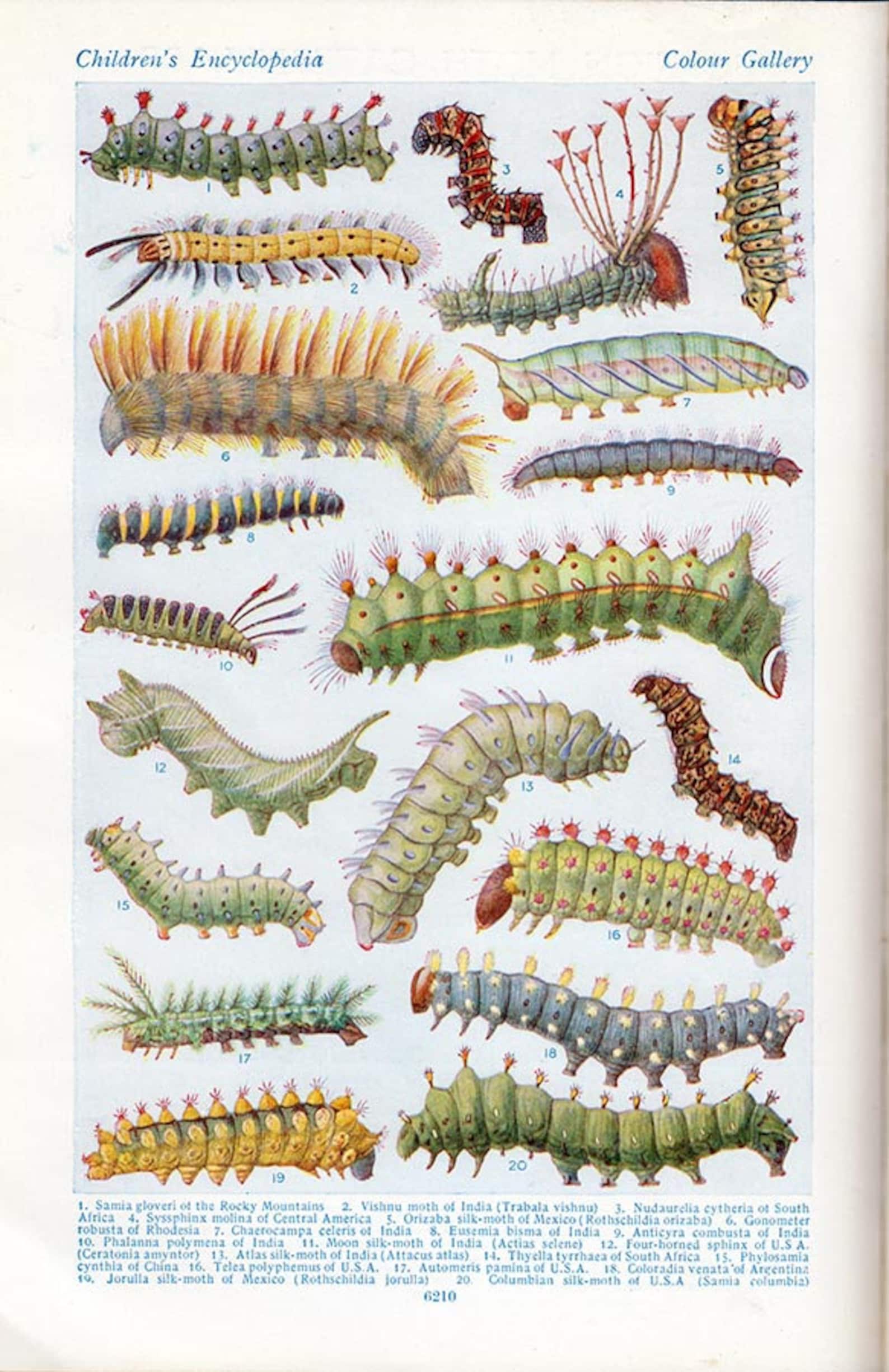 Set of Three Vintage Caterpillar Charts - Etsy