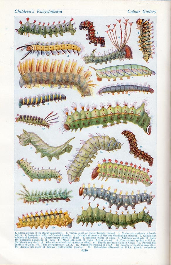 Set of Three Vintage Caterpillar Charts - Etsy