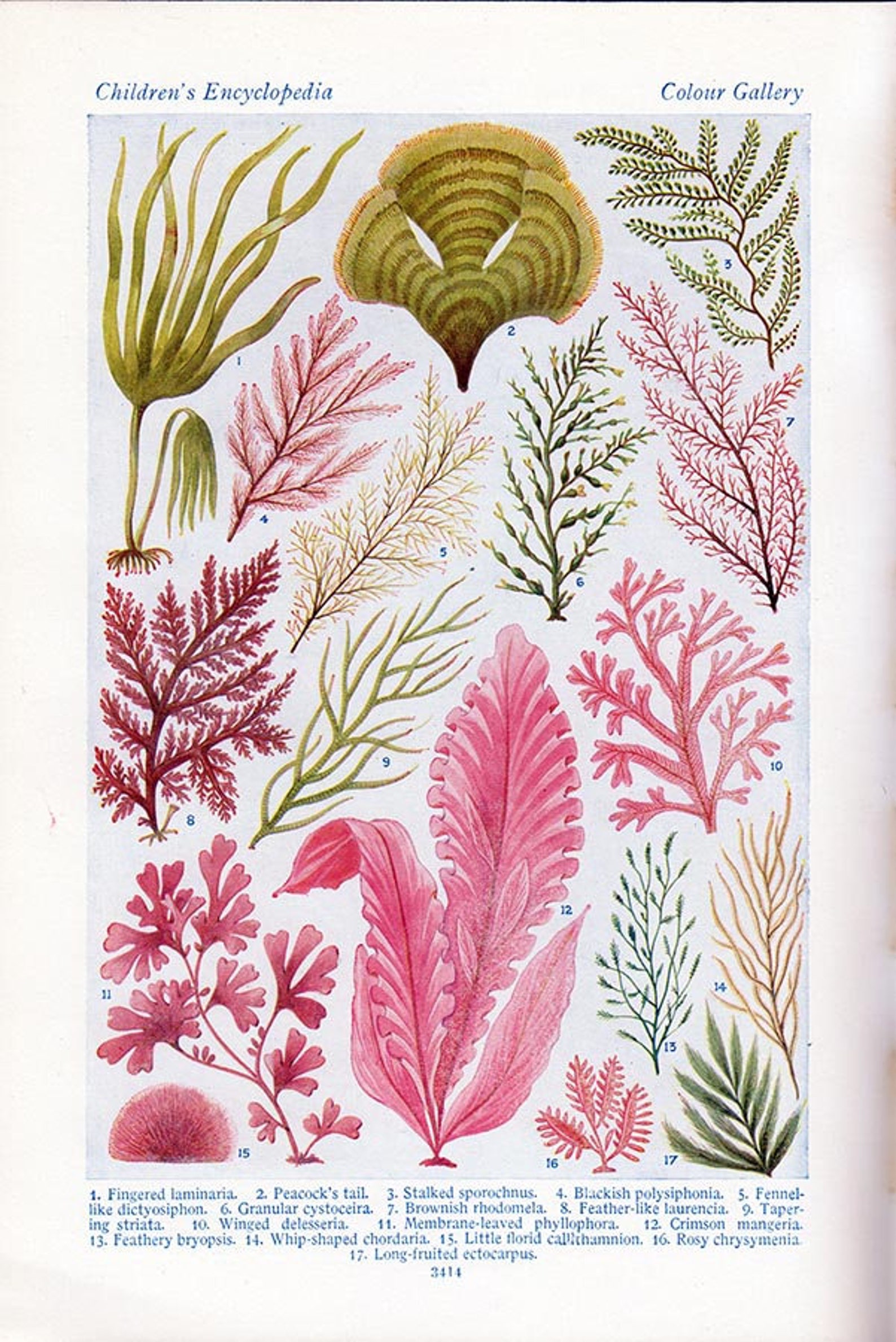 Set of Four Vintage Seaweed Charts - Etsy UK