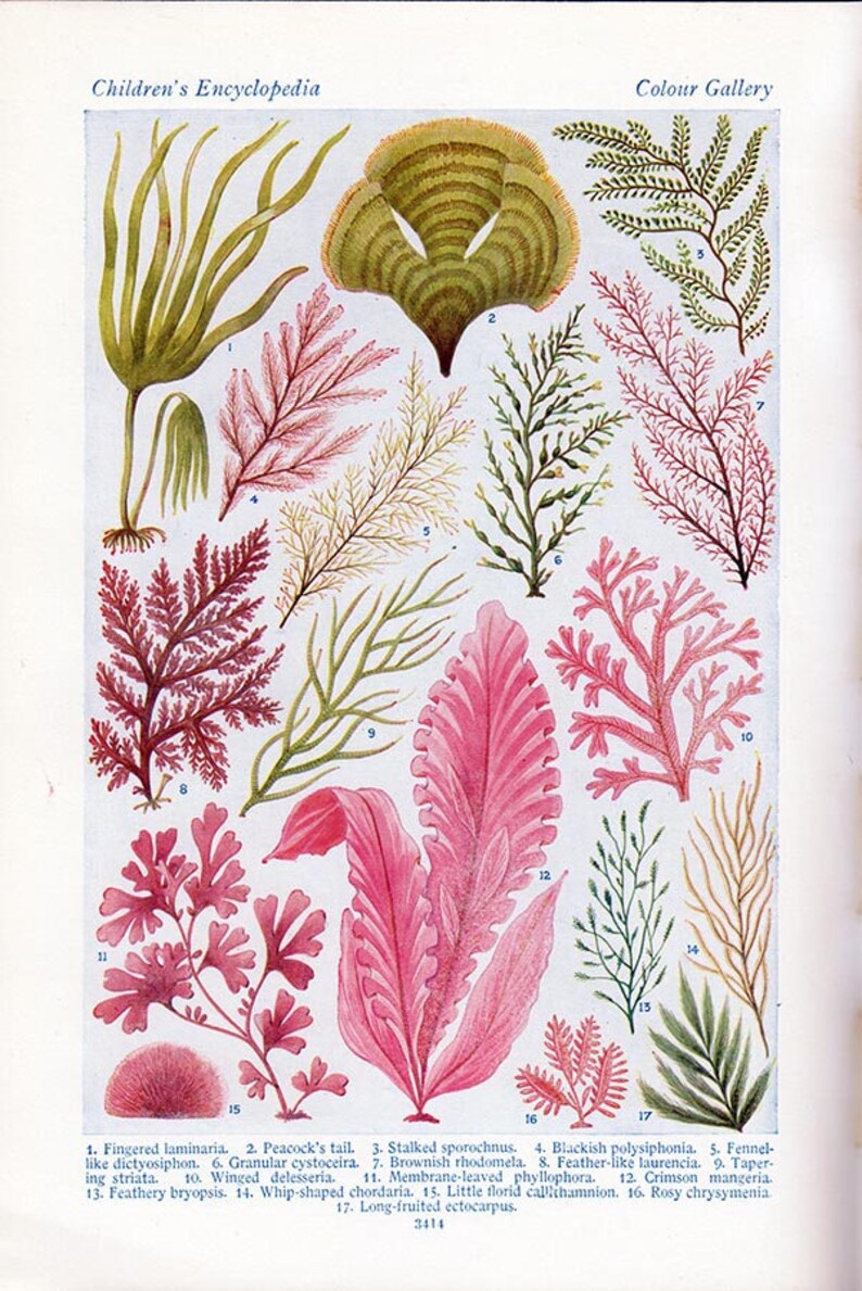 Set of Four Vintage Seaweed Charts - Etsy
