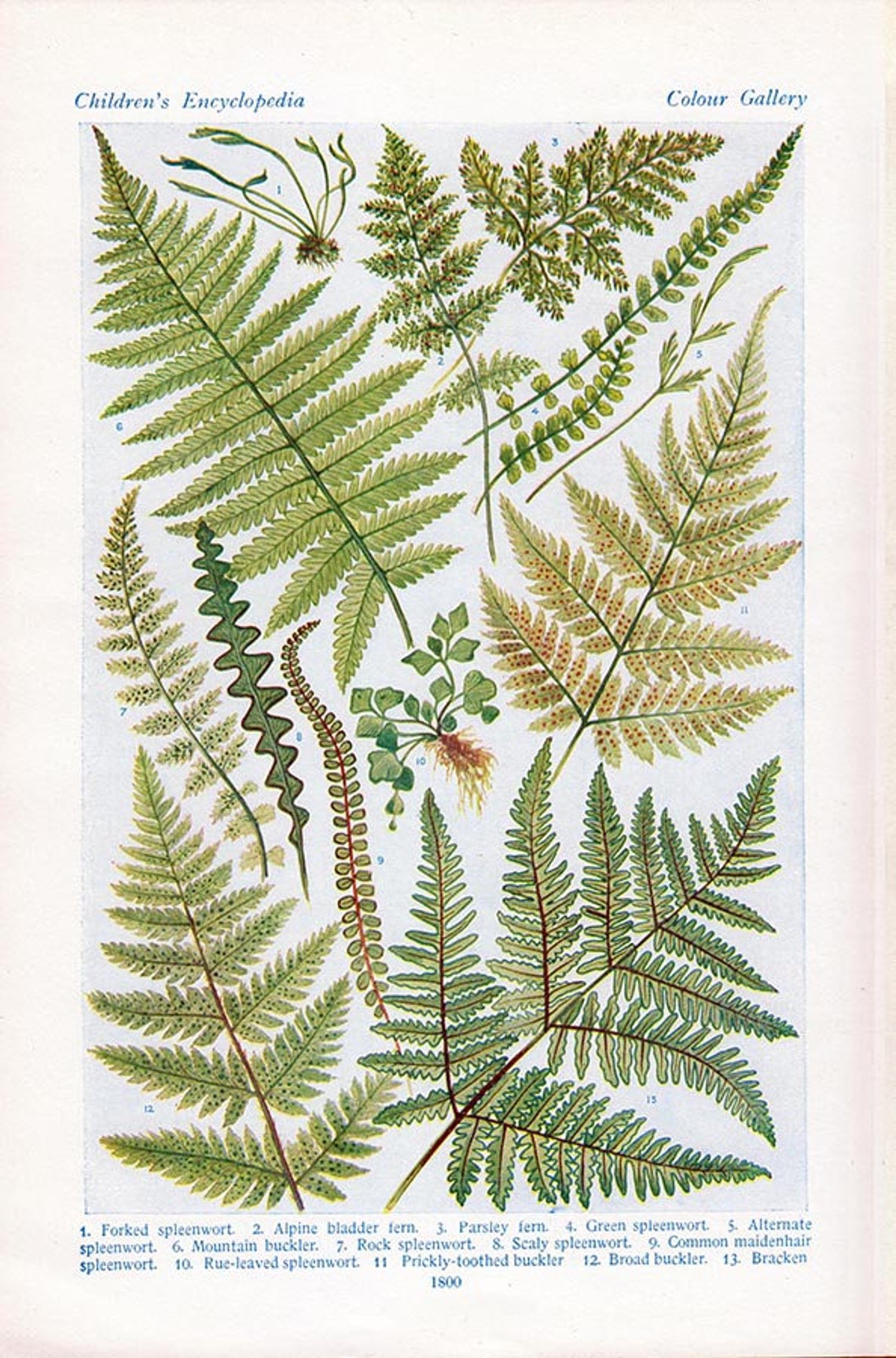 Set of Four Vintage Fern Charts - Etsy