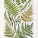 Set of Four Vintage Fern Charts - Etsy