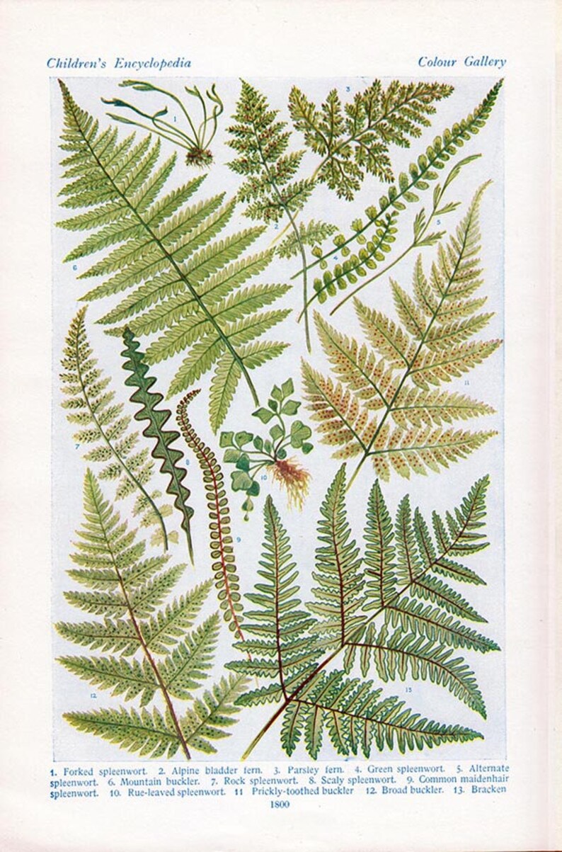 Set of Four Vintage Fern Charts - Etsy