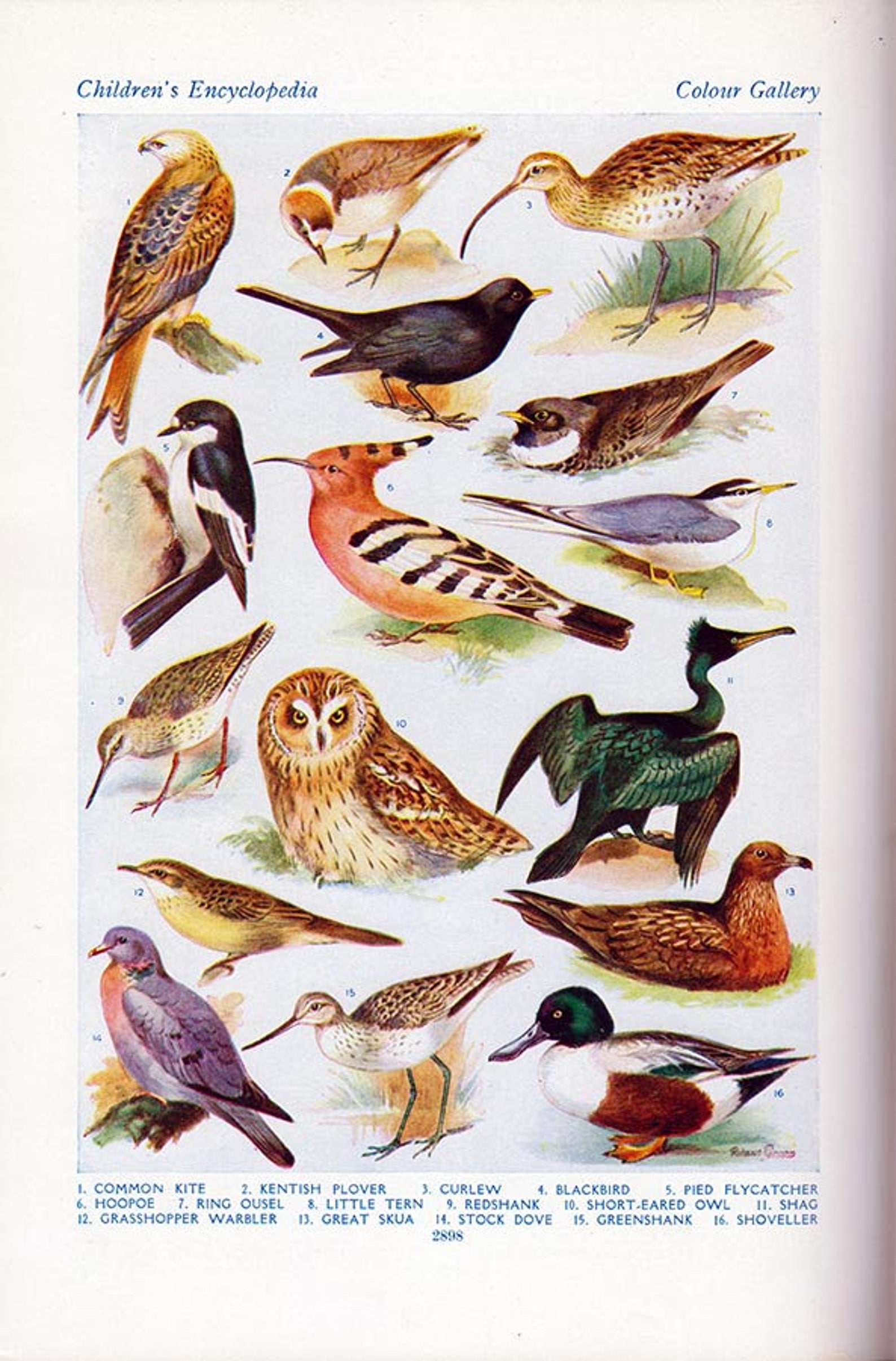 Set of Four Vintage Bird Charts #2 - Etsy