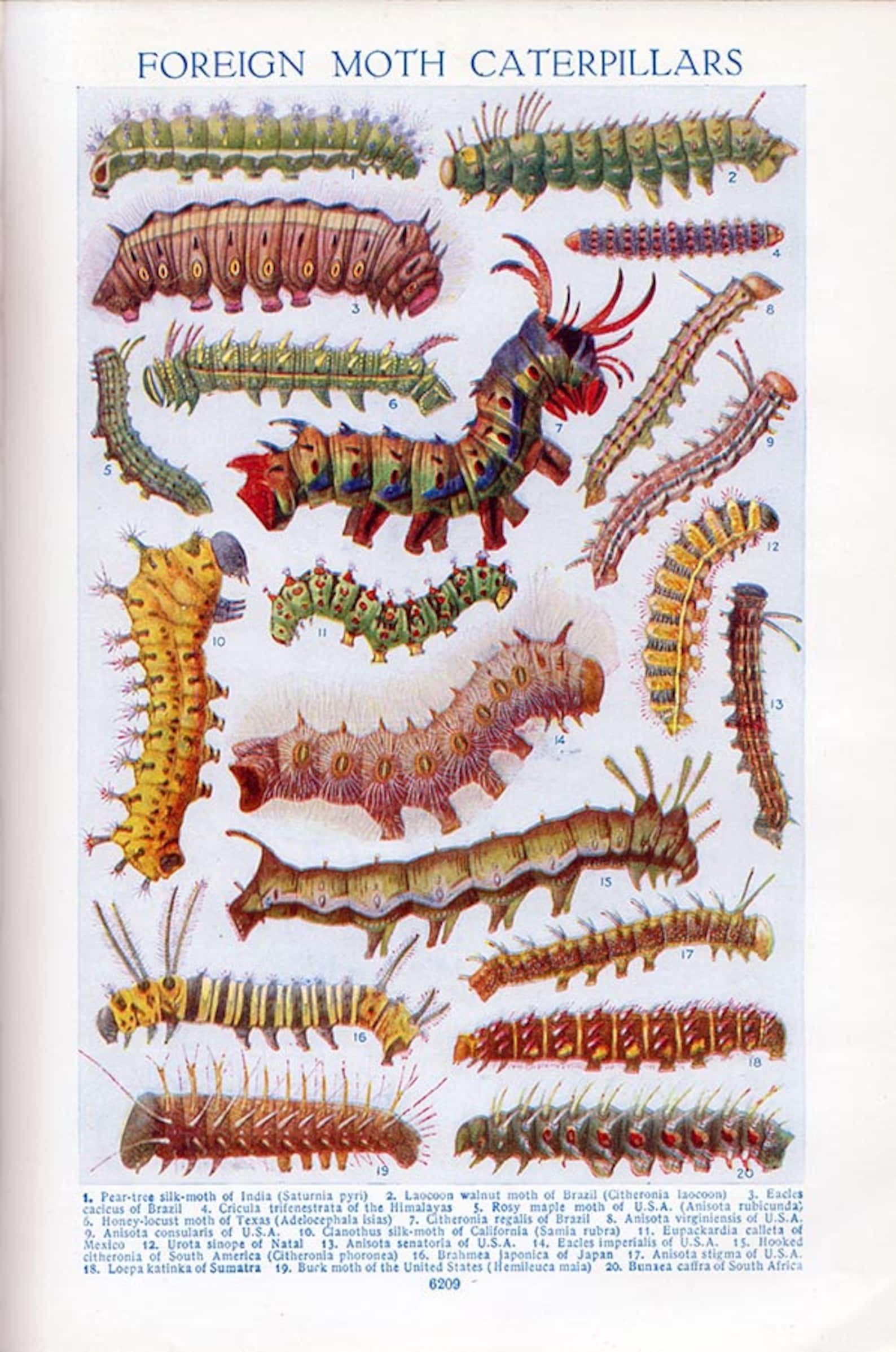 Set of Three Vintage Caterpillar Charts - Etsy