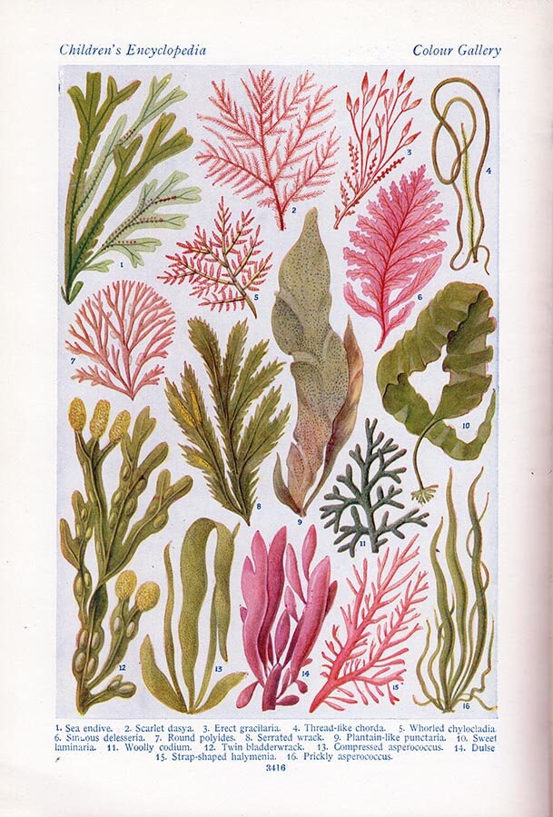 Set of Four Vintage Seaweed Charts - Etsy UK