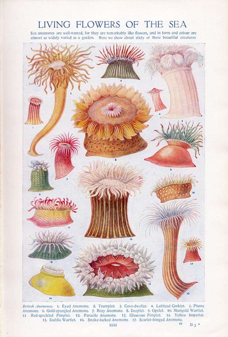 Set of Four Vintage Sea Anemone Charts - Etsy