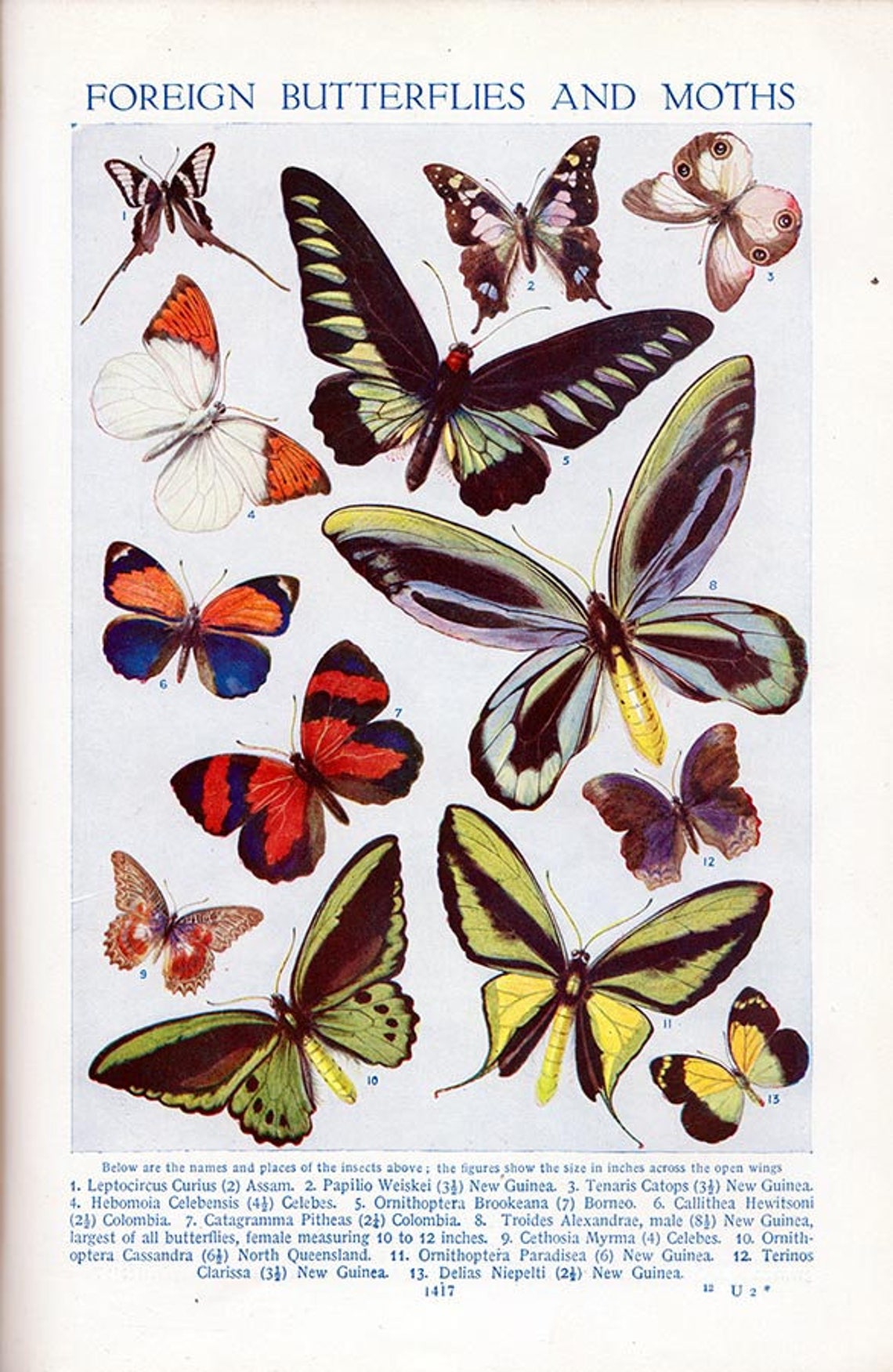 Set of Four Vintage Butterfly Charts #1 - Etsy