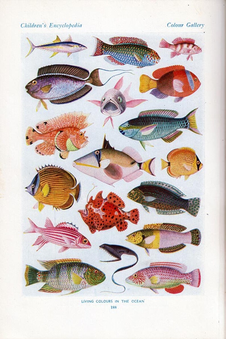 Set of Four Vintage Fish Charts #1 - Etsy