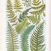 Set of Four Vintage Fern Charts - Etsy