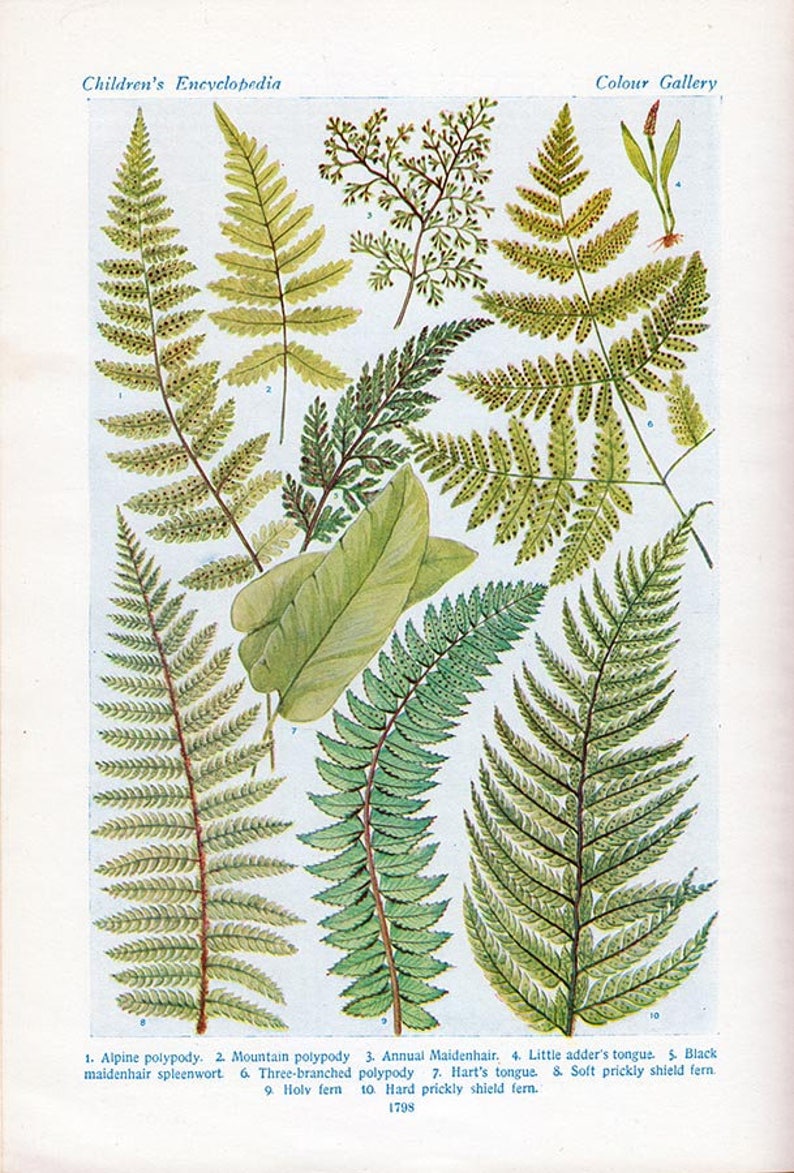 Set of Four Vintage Fern Charts - Etsy