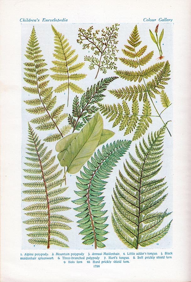 Set of Four Vintage Fern Charts - Etsy