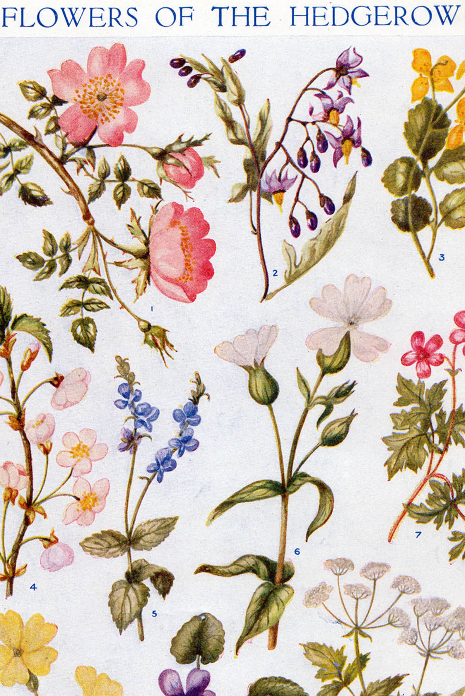 Set of Four Vintage Charts of British Wild Flowers #1 - Etsy