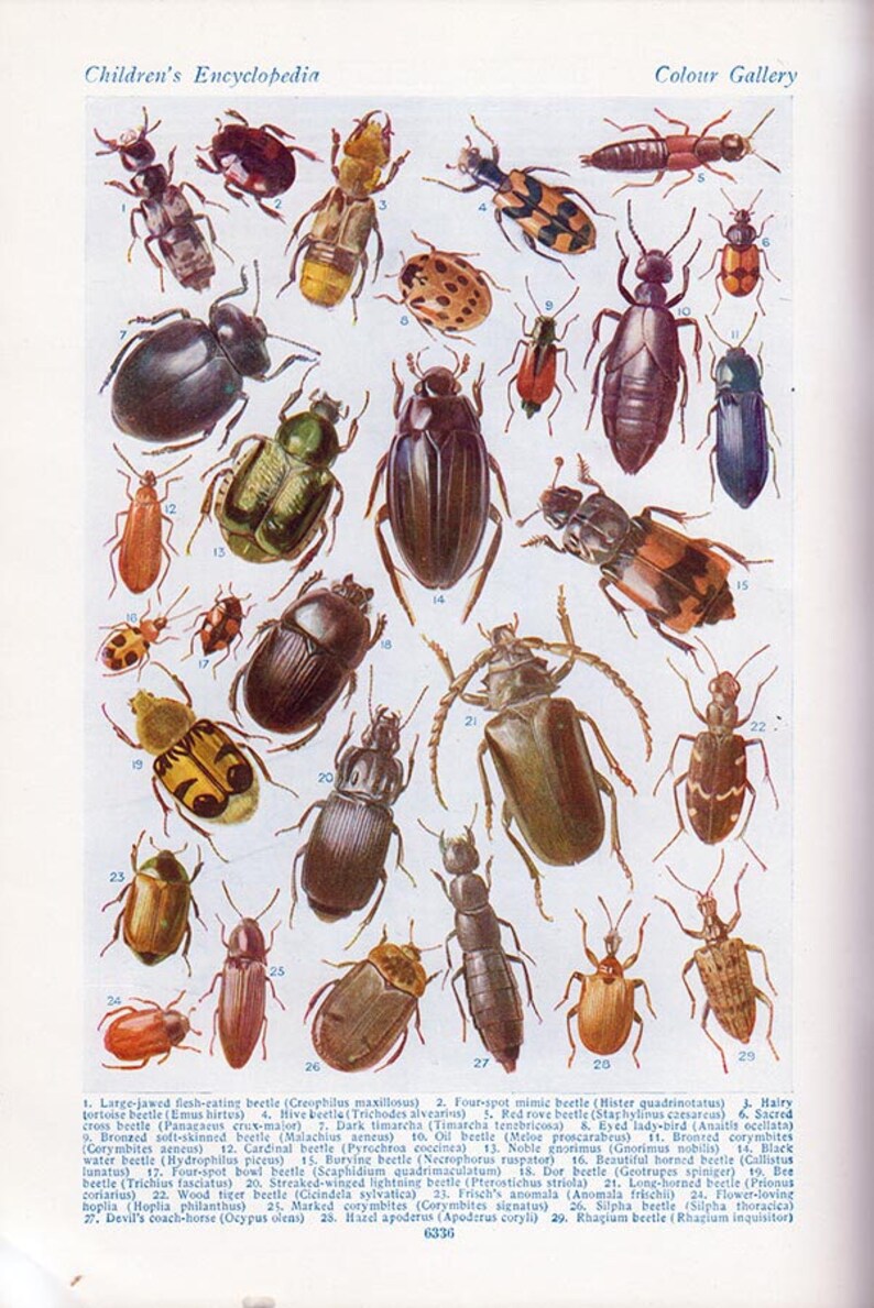 Set of Three Vintage Beetle Charts - Etsy