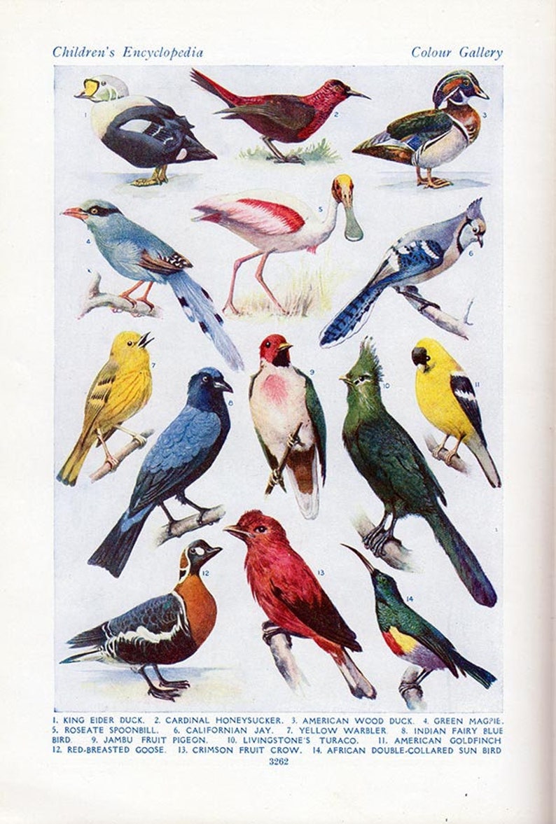 Set of Four Vintage Bird Charts #4 - Etsy