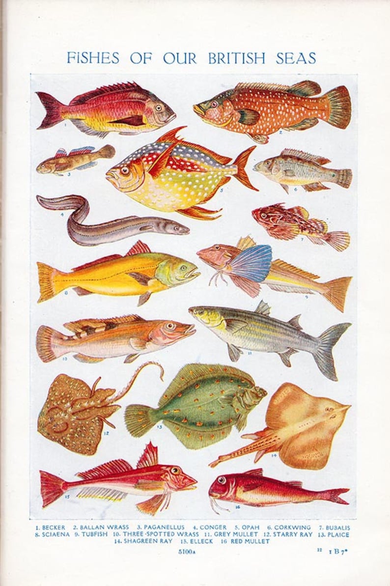 Set of Four Vintage Fish Charts 2 - Etsy