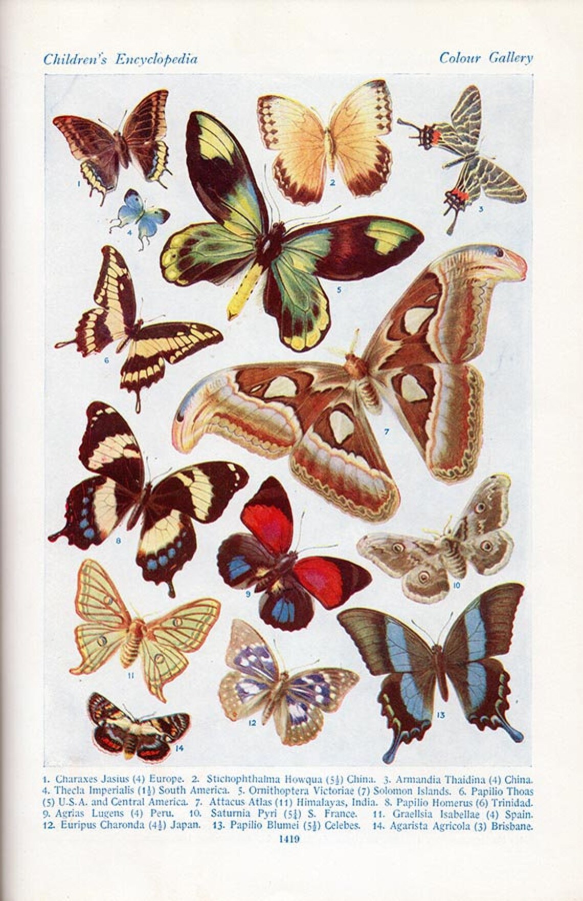 Set of Four Vintage Butterfly Charts #1 - Etsy