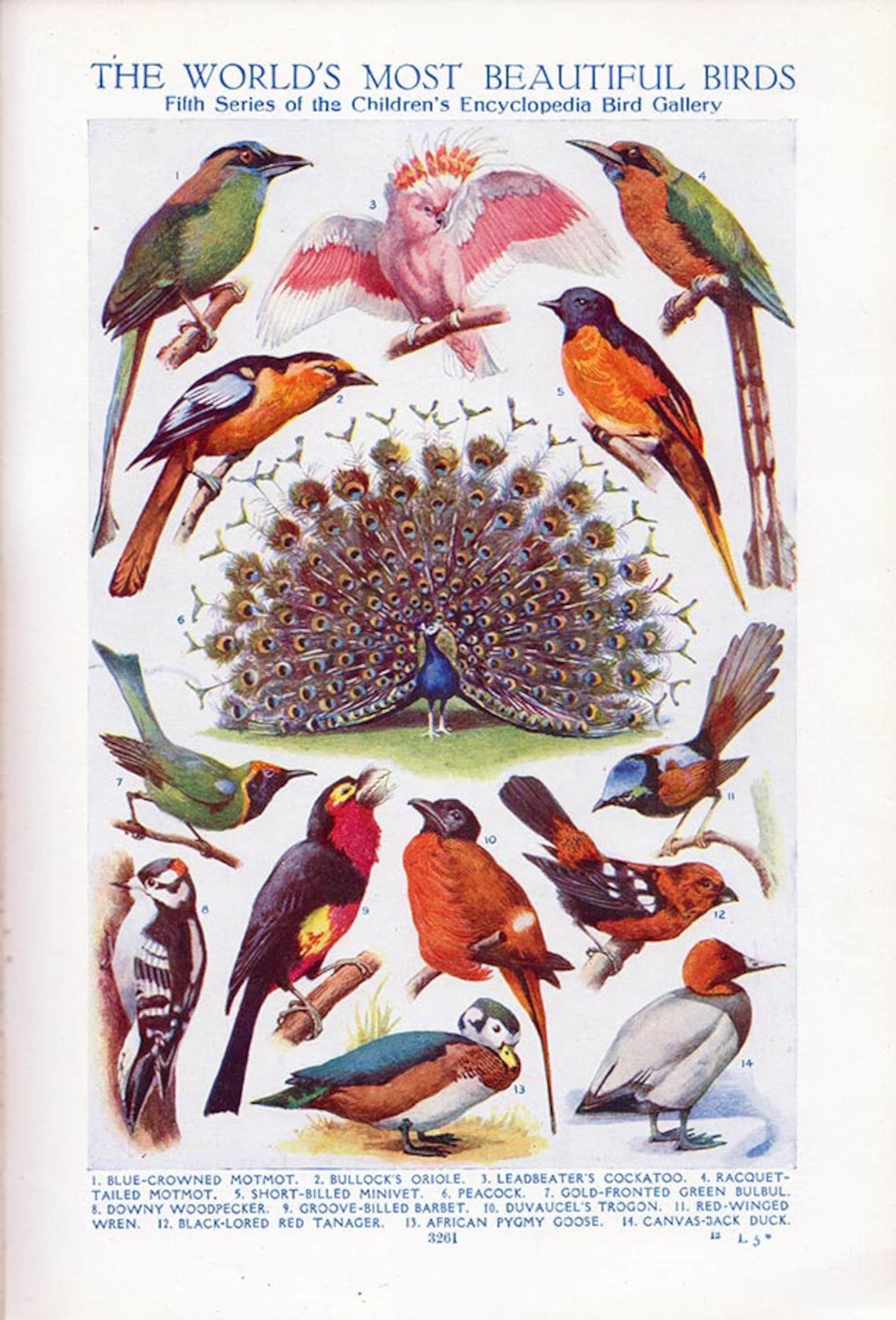 Set of Four Vintage Bird Charts 4 - Etsy