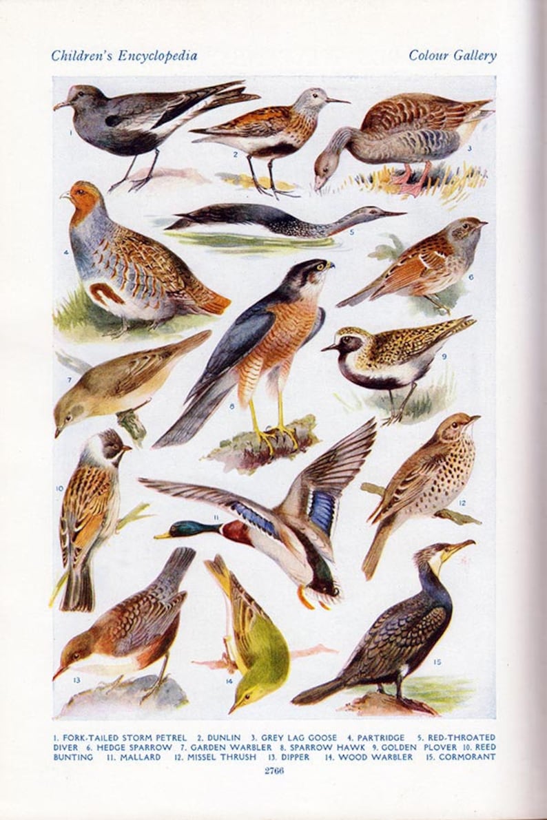 Set of Four Vintage Bird Charts #1 - Etsy UK