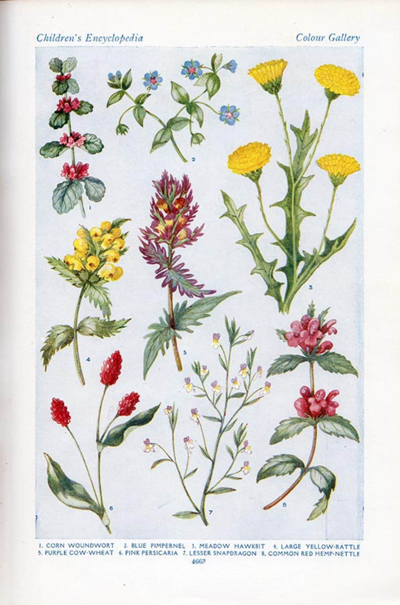 Set of Four Vintage Charts of British Wild Flowers #2 - Etsy