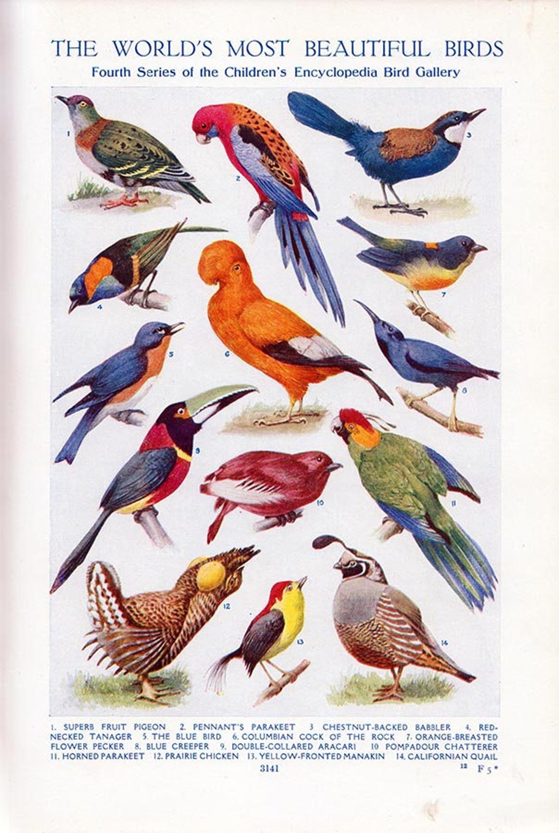 Set of Four Vintage Bird Charts #3 - Etsy
