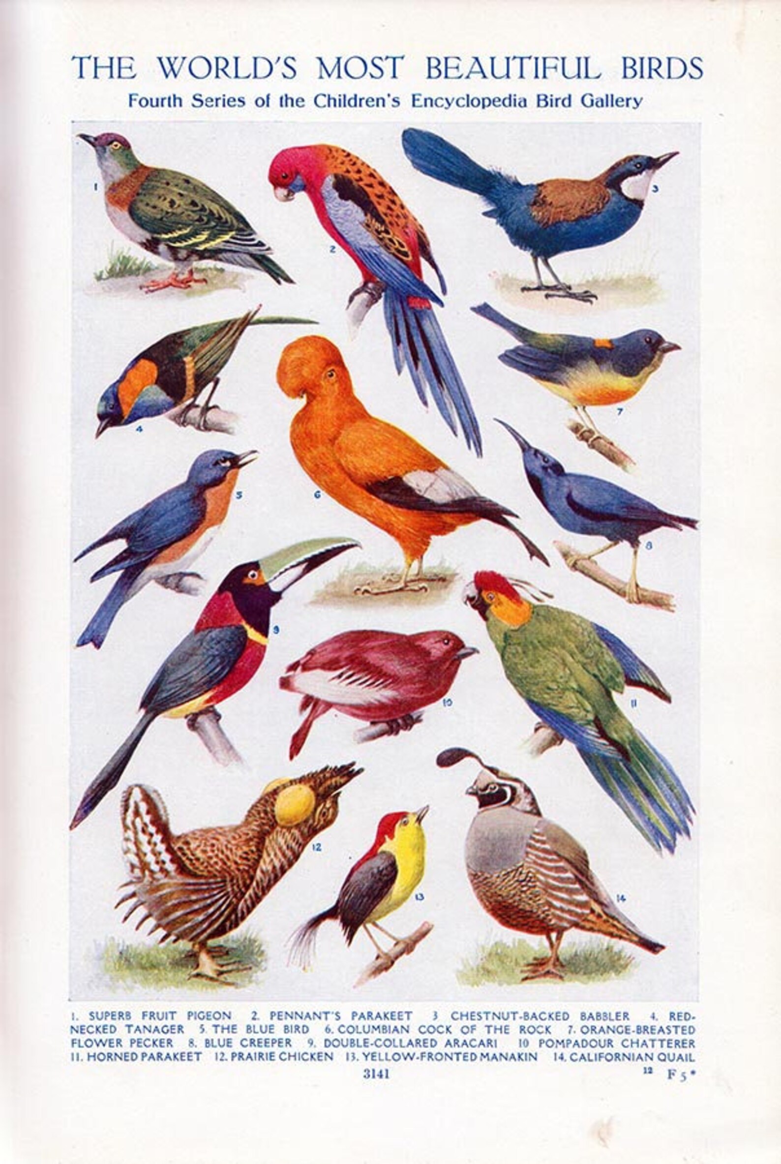Set of Four Vintage Bird Charts #3 - Etsy