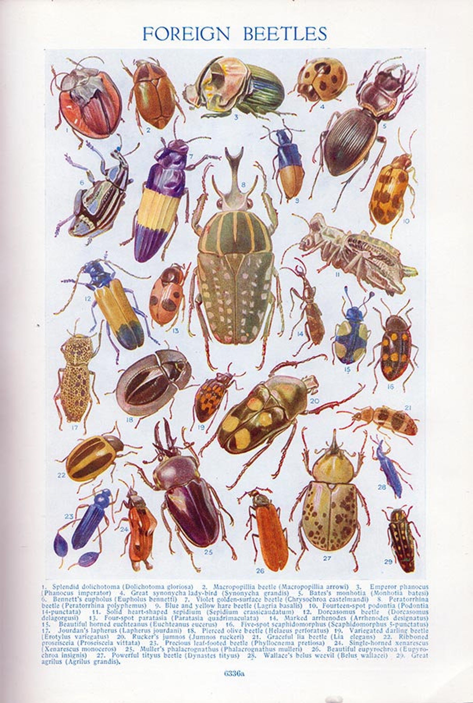 Set of Three Vintage Beetle Charts - Etsy