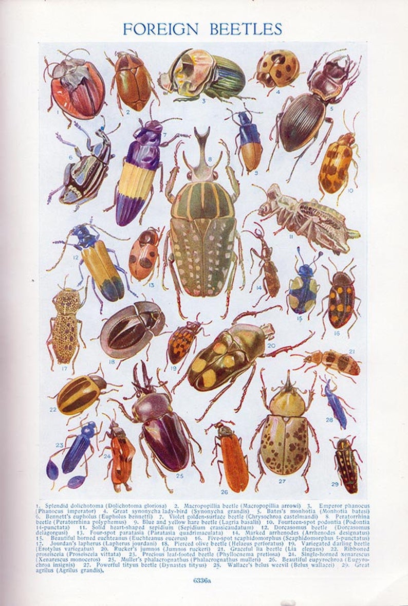 Set of Three Vintage Beetle Charts - Etsy