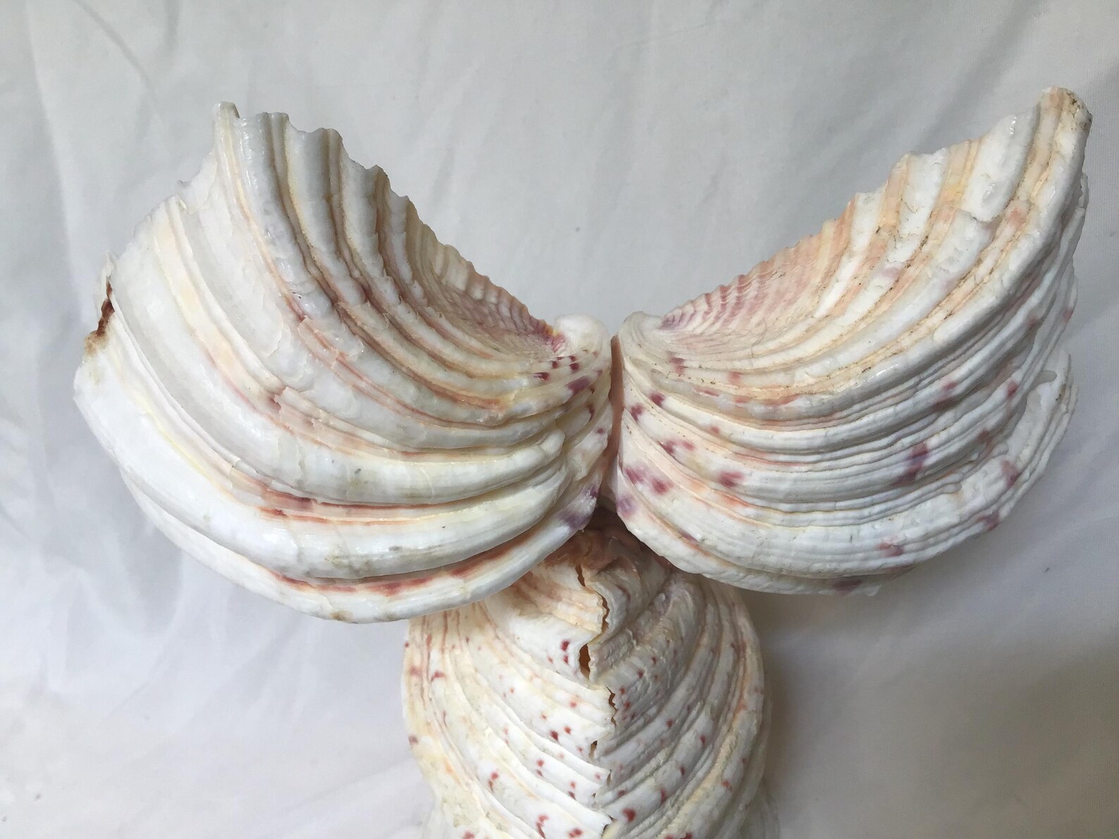 Seashell Owl Figurine Owl Made of Seashells - Etsy