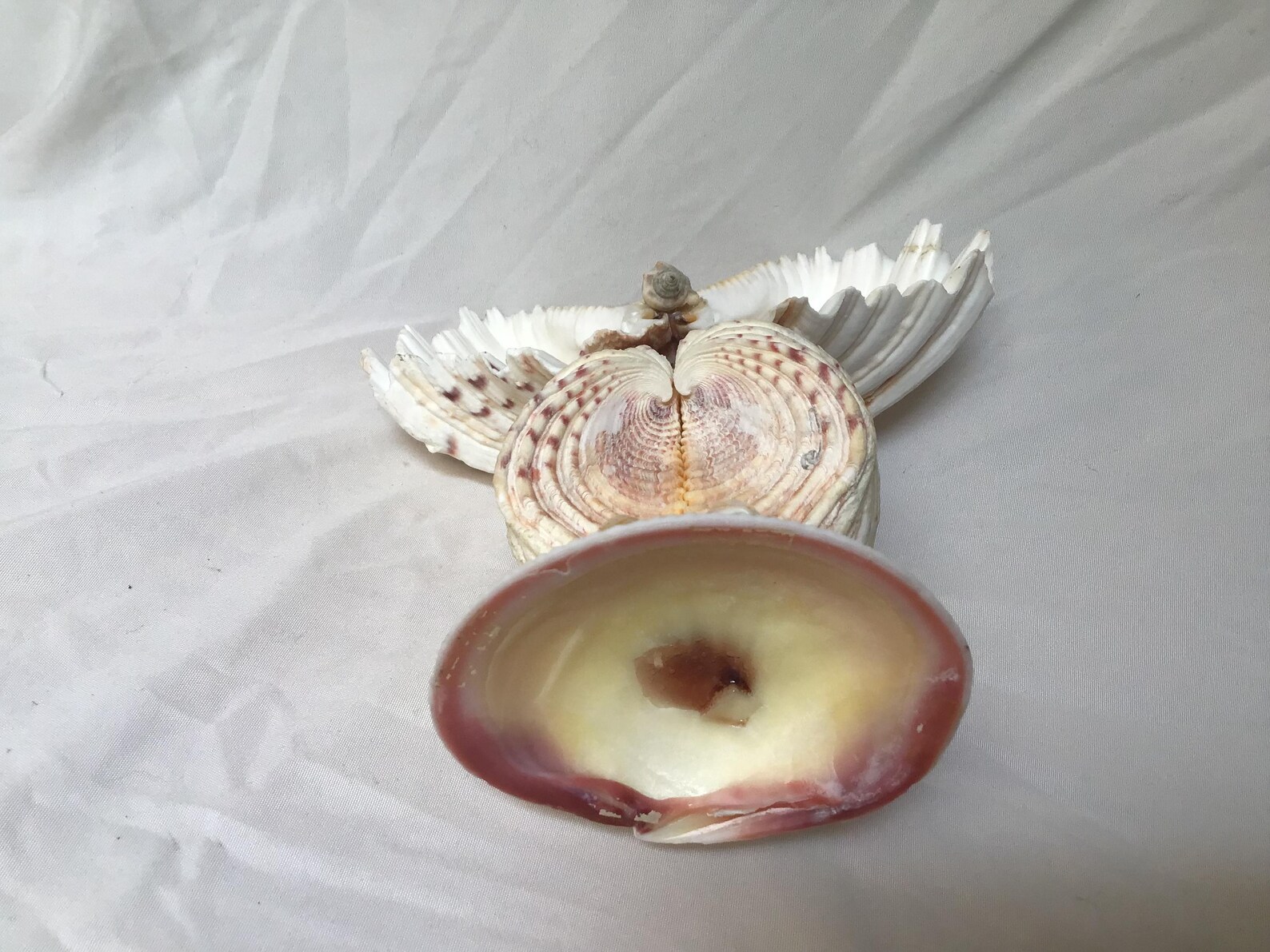 Seashell Owl Figurine Owl Made of Seashells - Etsy