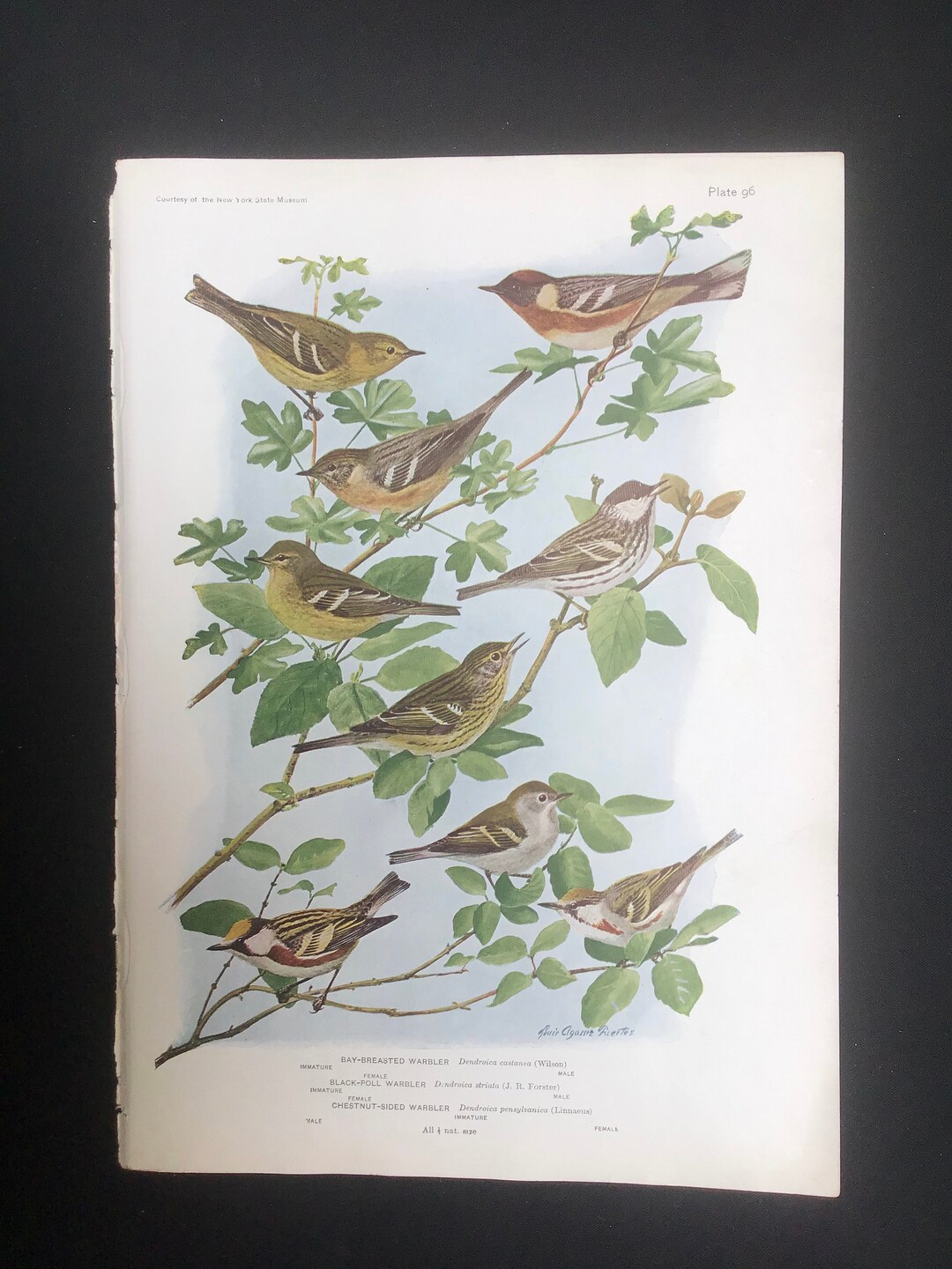 1917 Warblers Print: Vintage New York State Museum Bird Art Plate #96 ...