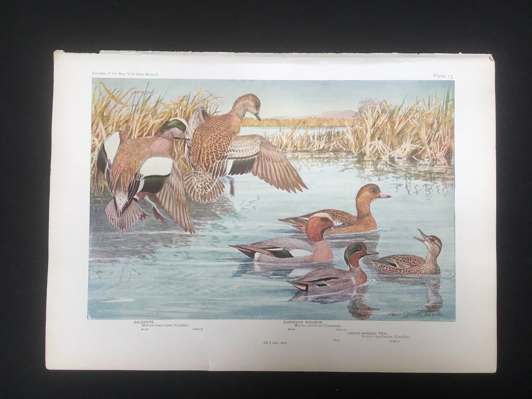 1917 Baldpate & European Widgeon Bird Art Print: Louis Agassiz Fuertes ...