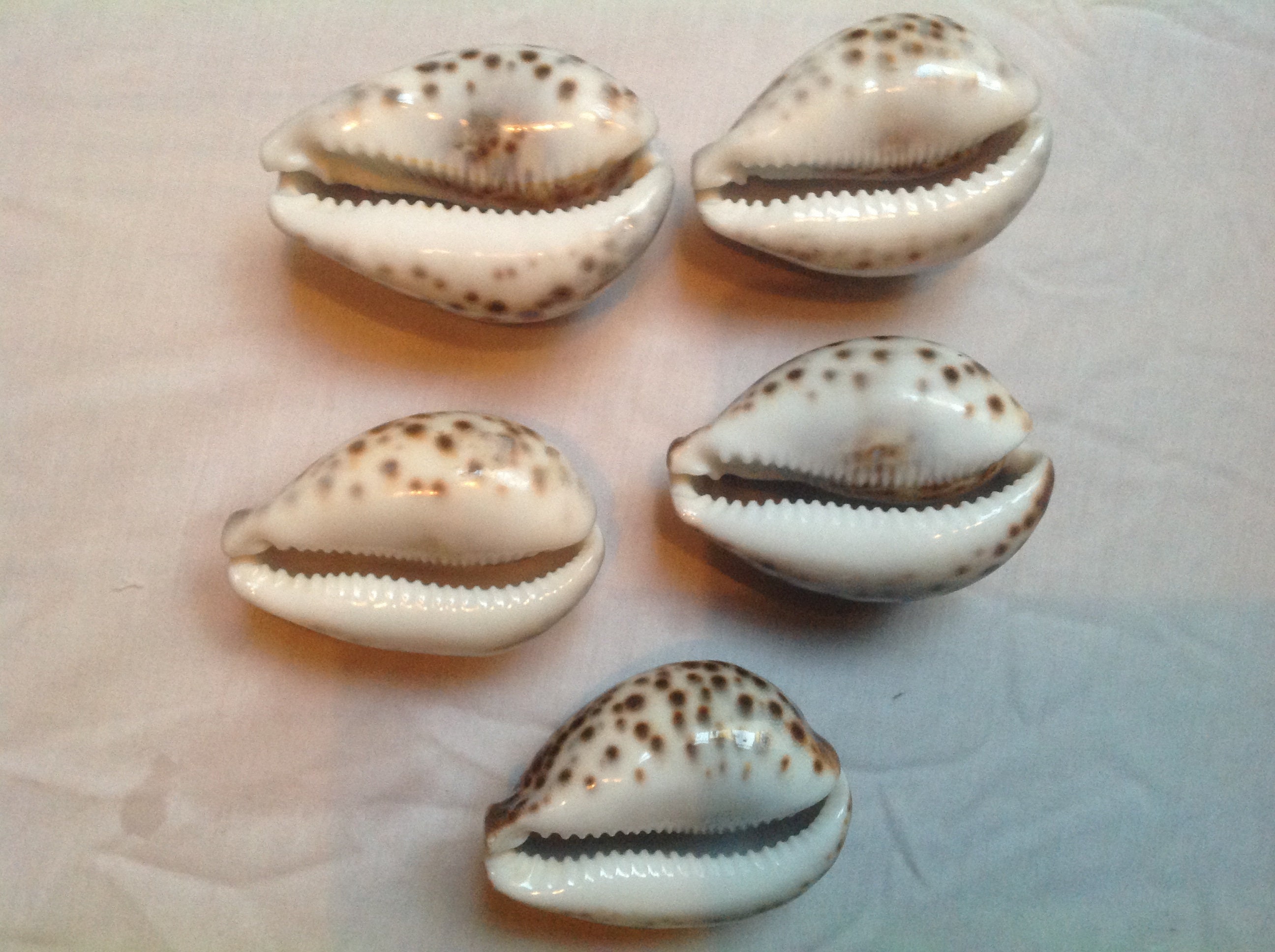 File:Cowrie Shells Sozhi Roll Of Wikimedia Commons, 47% OFF