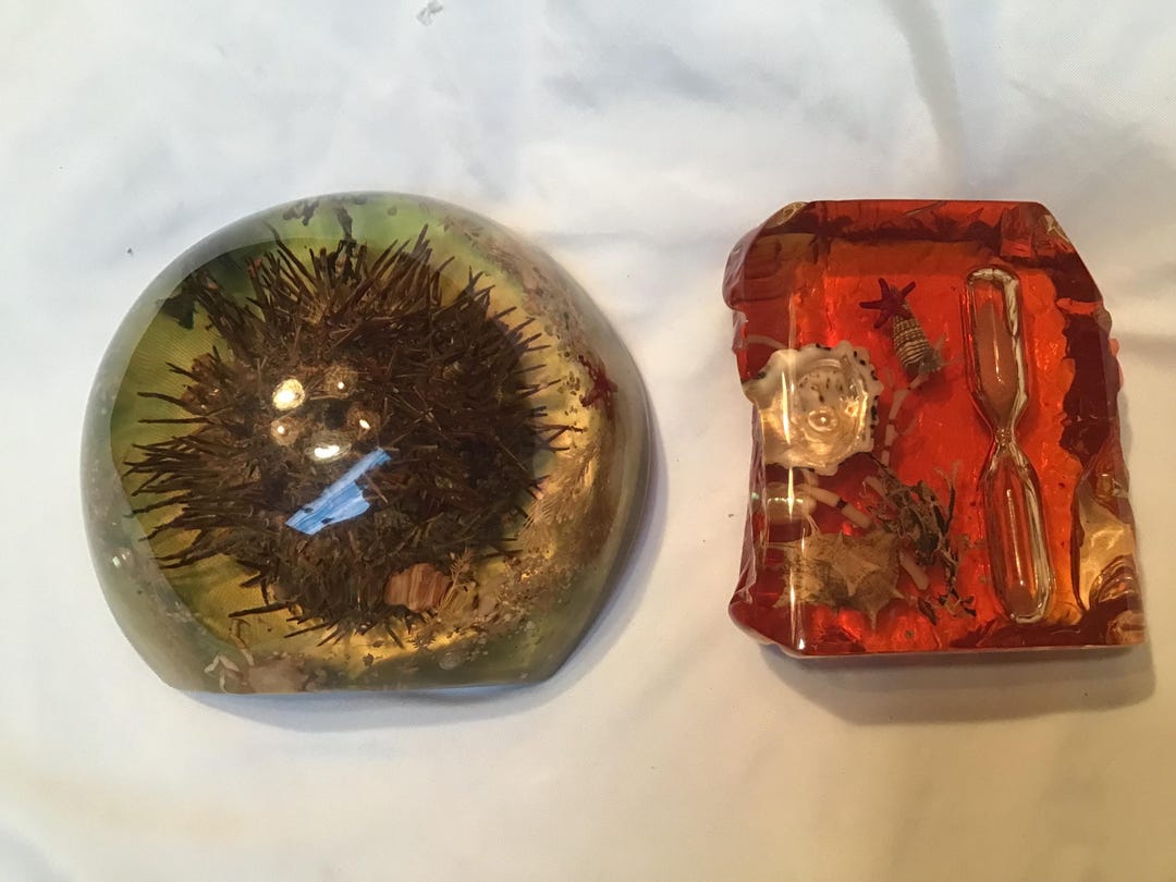 Vintage Faux Amber Paperweight: Seashells, Urchin, Pearl Lucite Decor ...