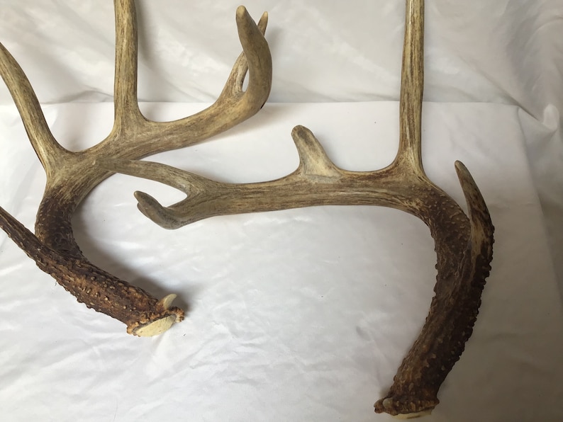 Vintage Deer Antlers Mule Deer Antlers Cottage Decor - Etsy