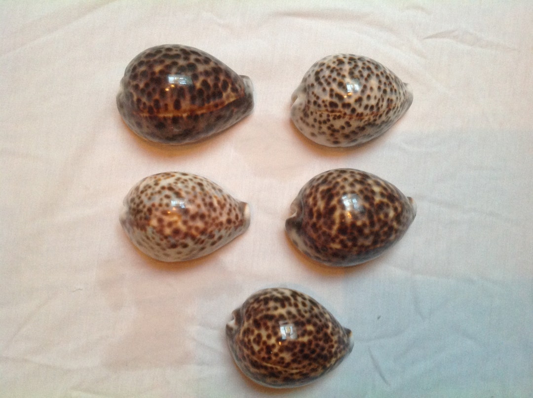Tiger Cowrie Seashells: Set of 5 Polished Cypraea Tigris (3-3.25") - Etsy
