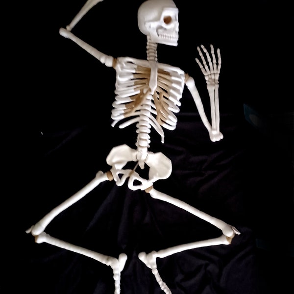 Skeleton. Animal - Etsy