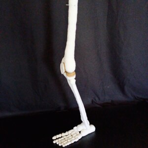 Crochet Skeletal Foot and Leg PATTERN ONLY! - Etsy