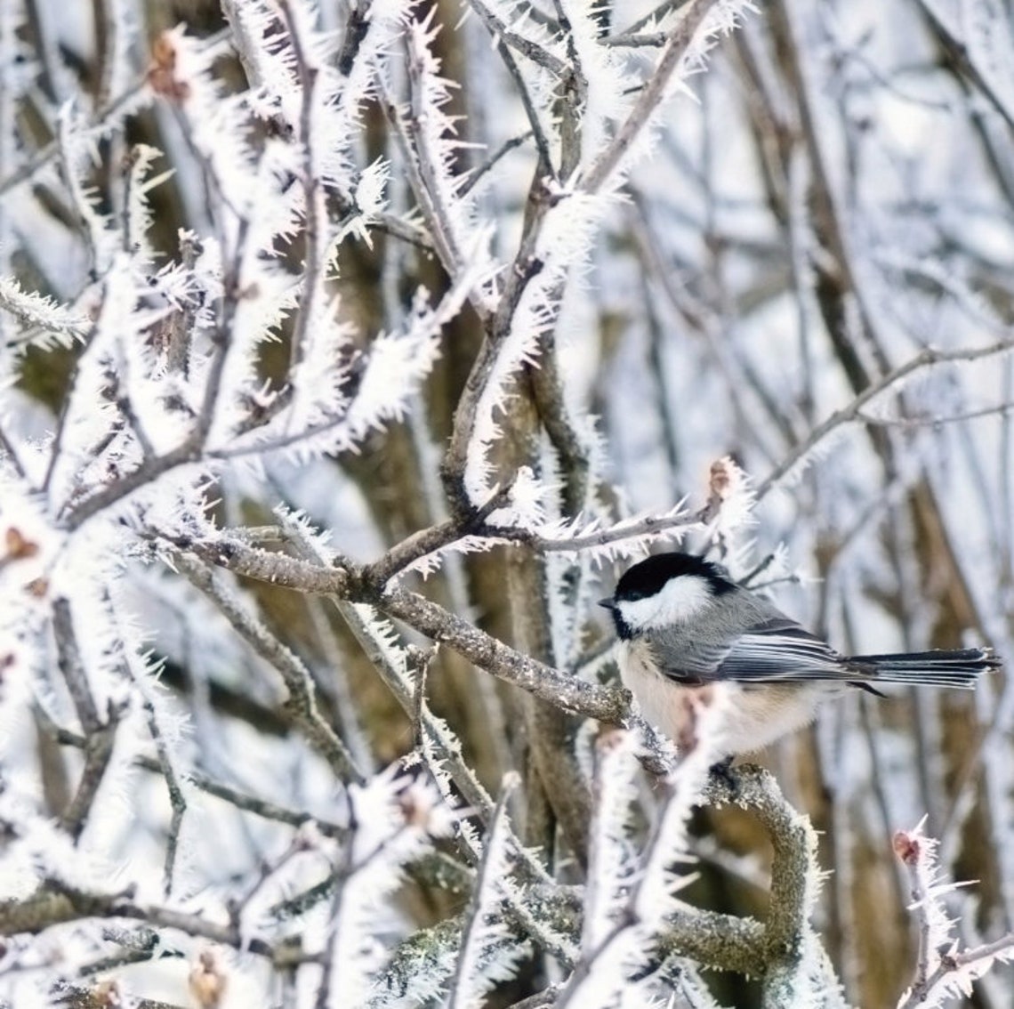 Chickadee Christmas Cards Pack of 6, Bird Holiday Card, Chickadee ...