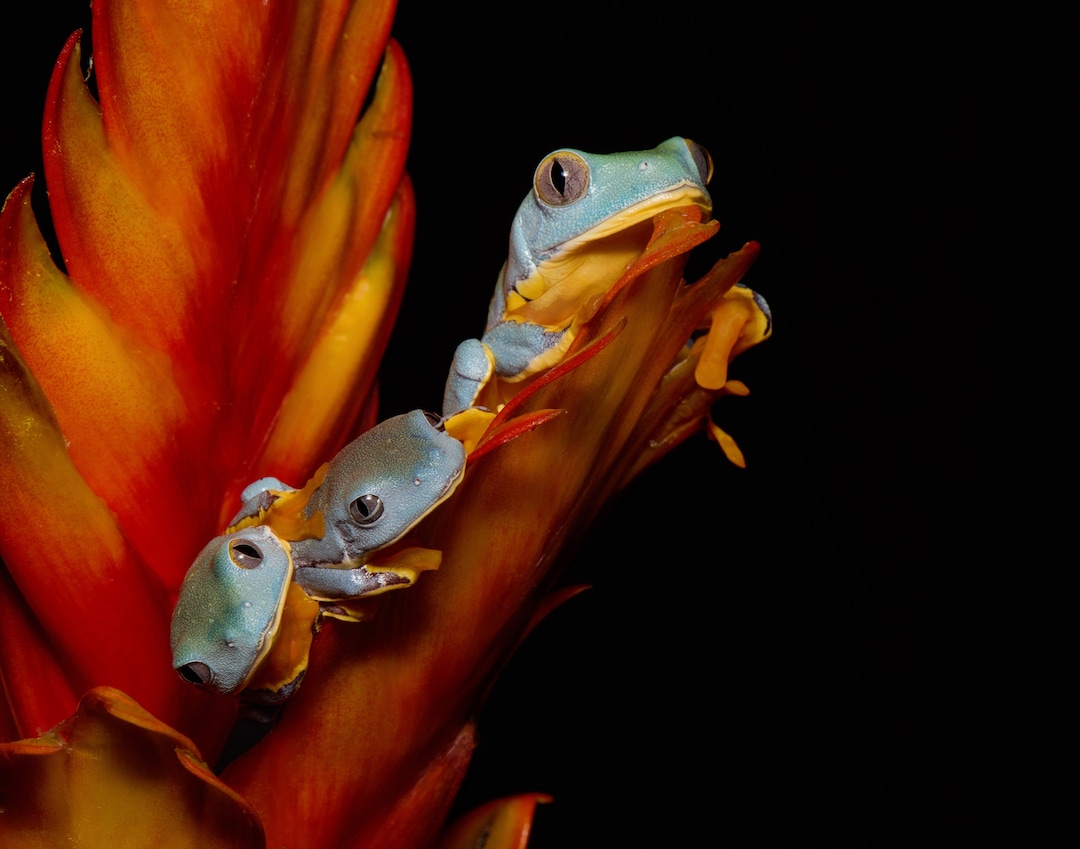 Splendid Leaf Frogs - 11x14 Photo Print - Etsy