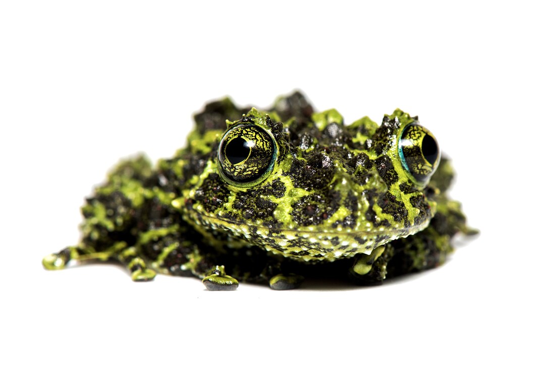 Mossy Frog Canvas Wall Art - Etsy