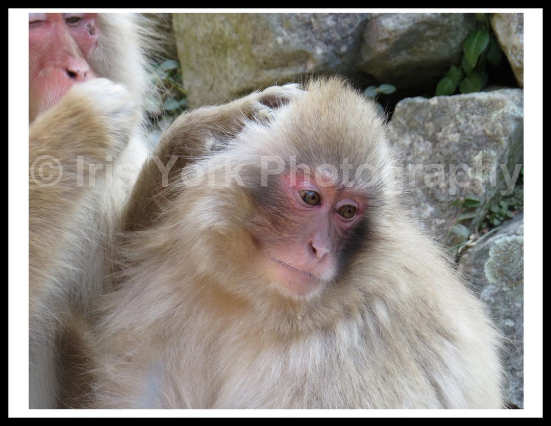 Snow Monkeys Grooming in Jigokudani Monkey Park, Japan. Great Wildlife ...