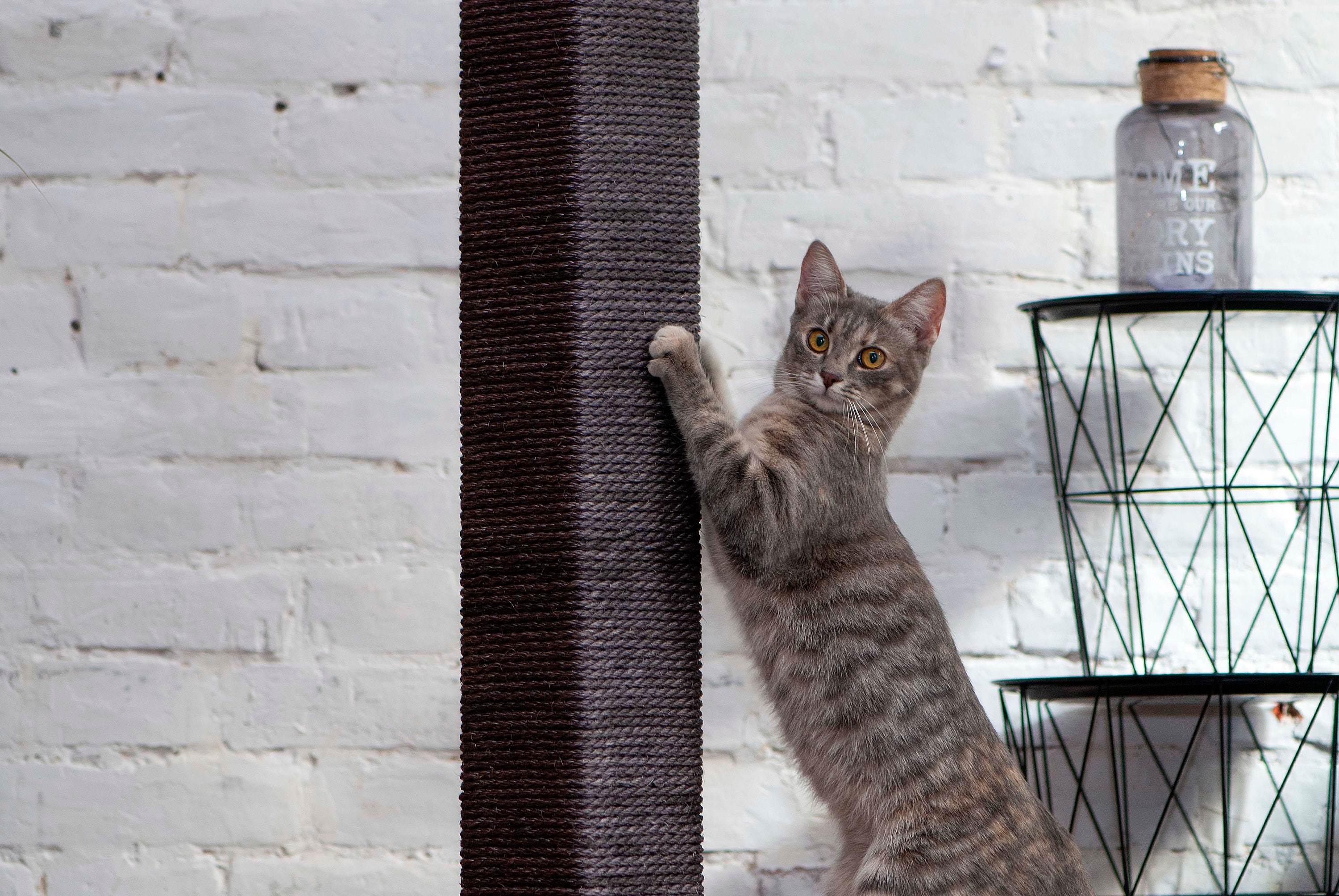 Cat Tree XL 47 Inch. Cat Tower for Large Cats Cat Scratching - Etsy